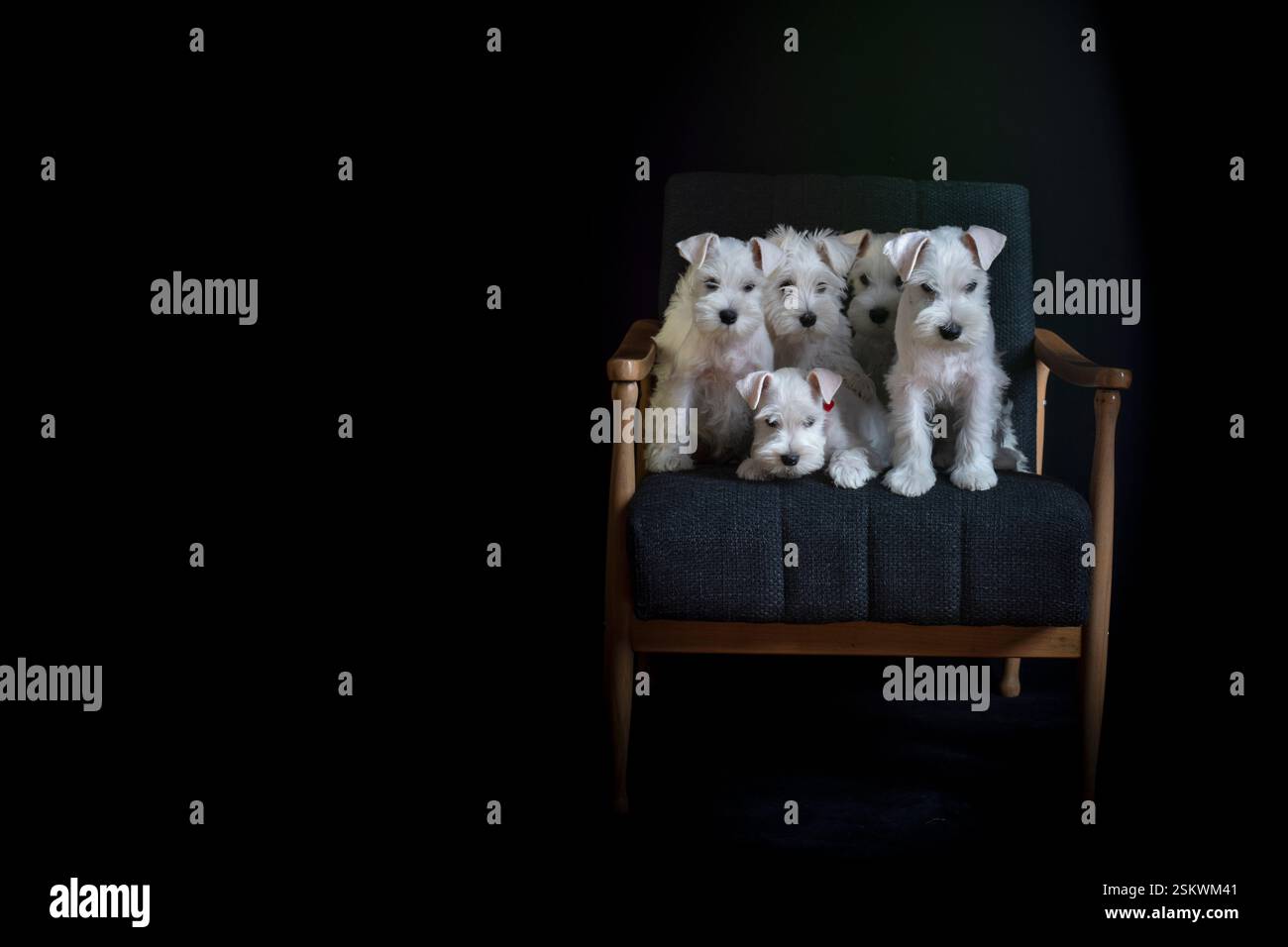 A litter of white miniature schnauzer puppies on a chair in a dark room ...