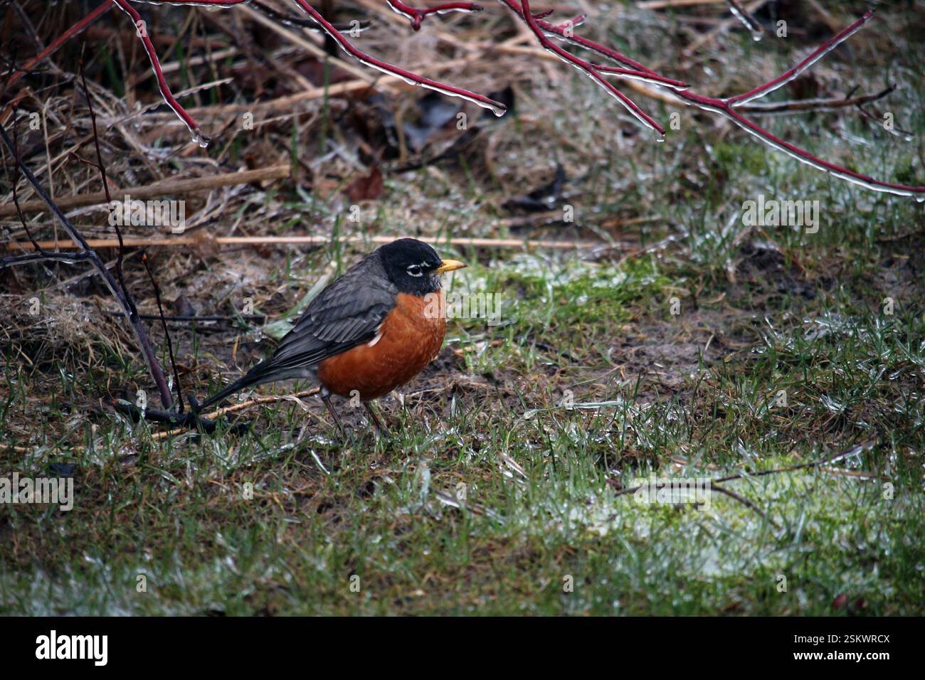 Robin after Ice Storm Stock Photo - Alamy