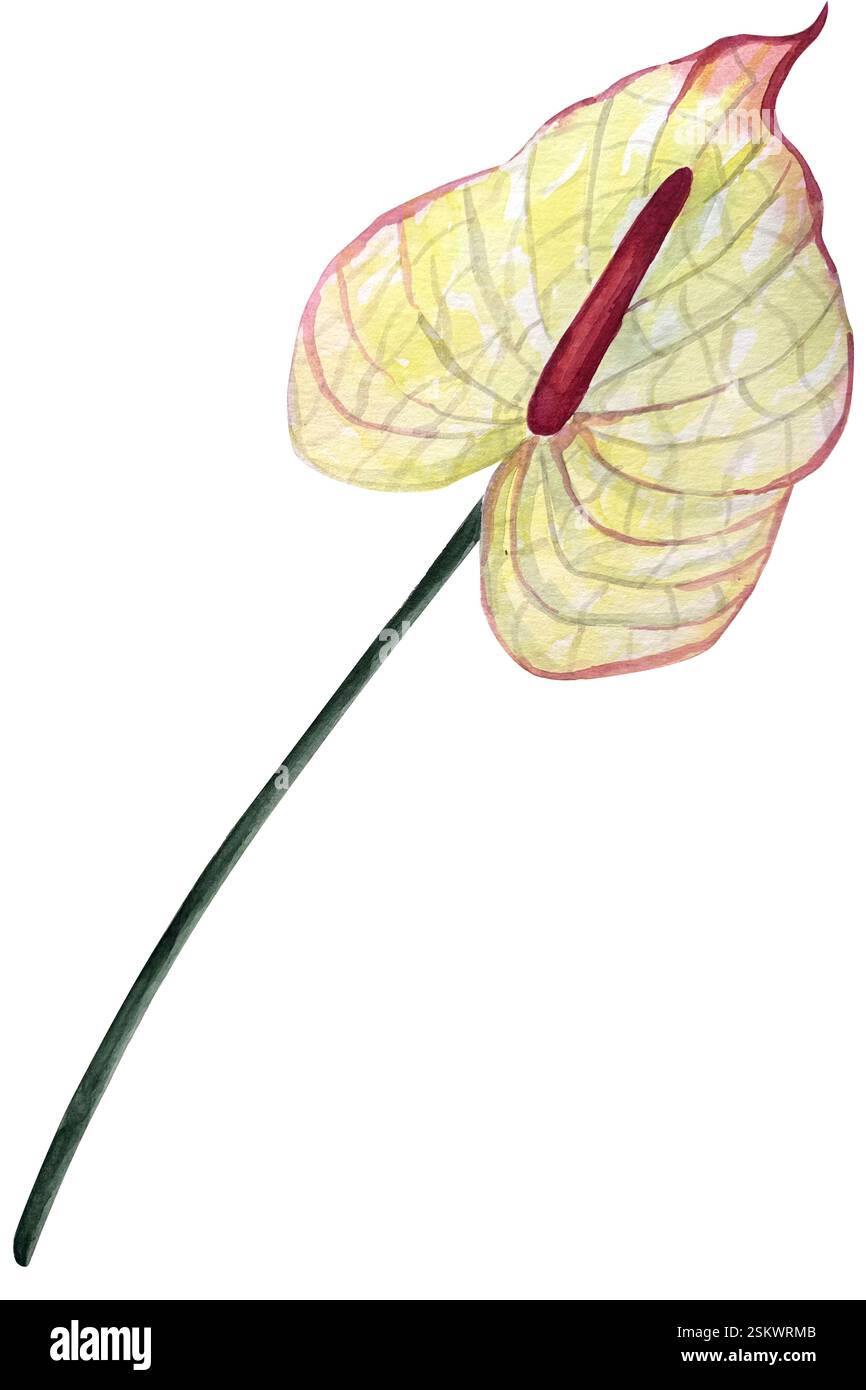 Watercolor anthurium flower illustration. Hand drawn illustration of ...