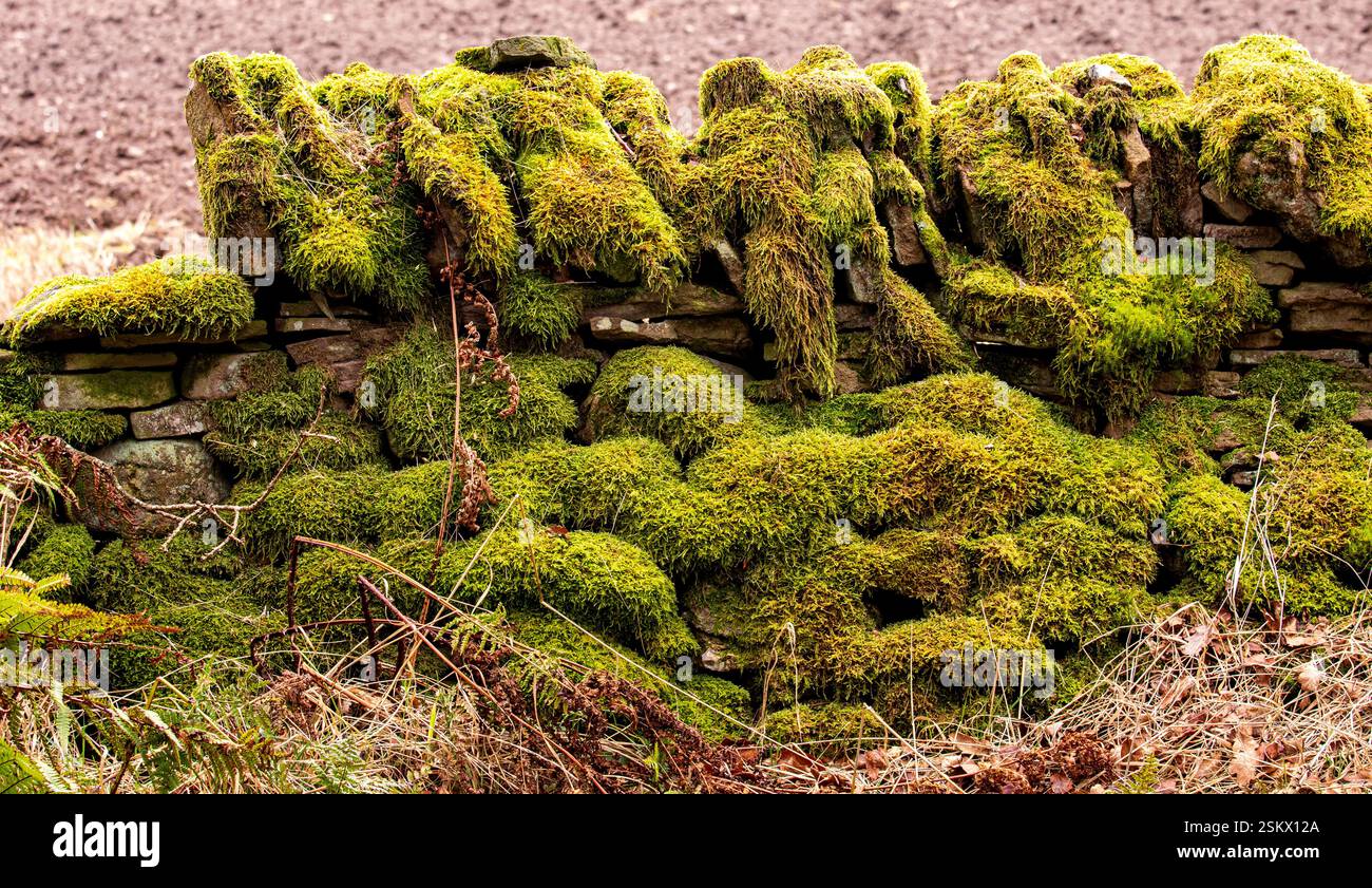 Damp conditions create a fascinating and unique environment with moss ...