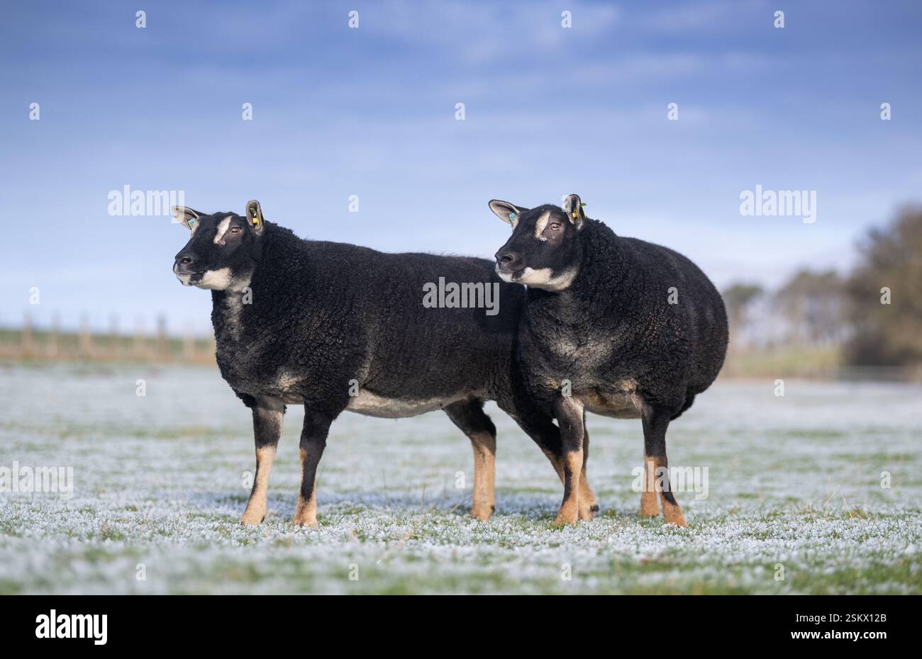 Badger Faced Texel sheep out on a frost covered field in the Eden ...