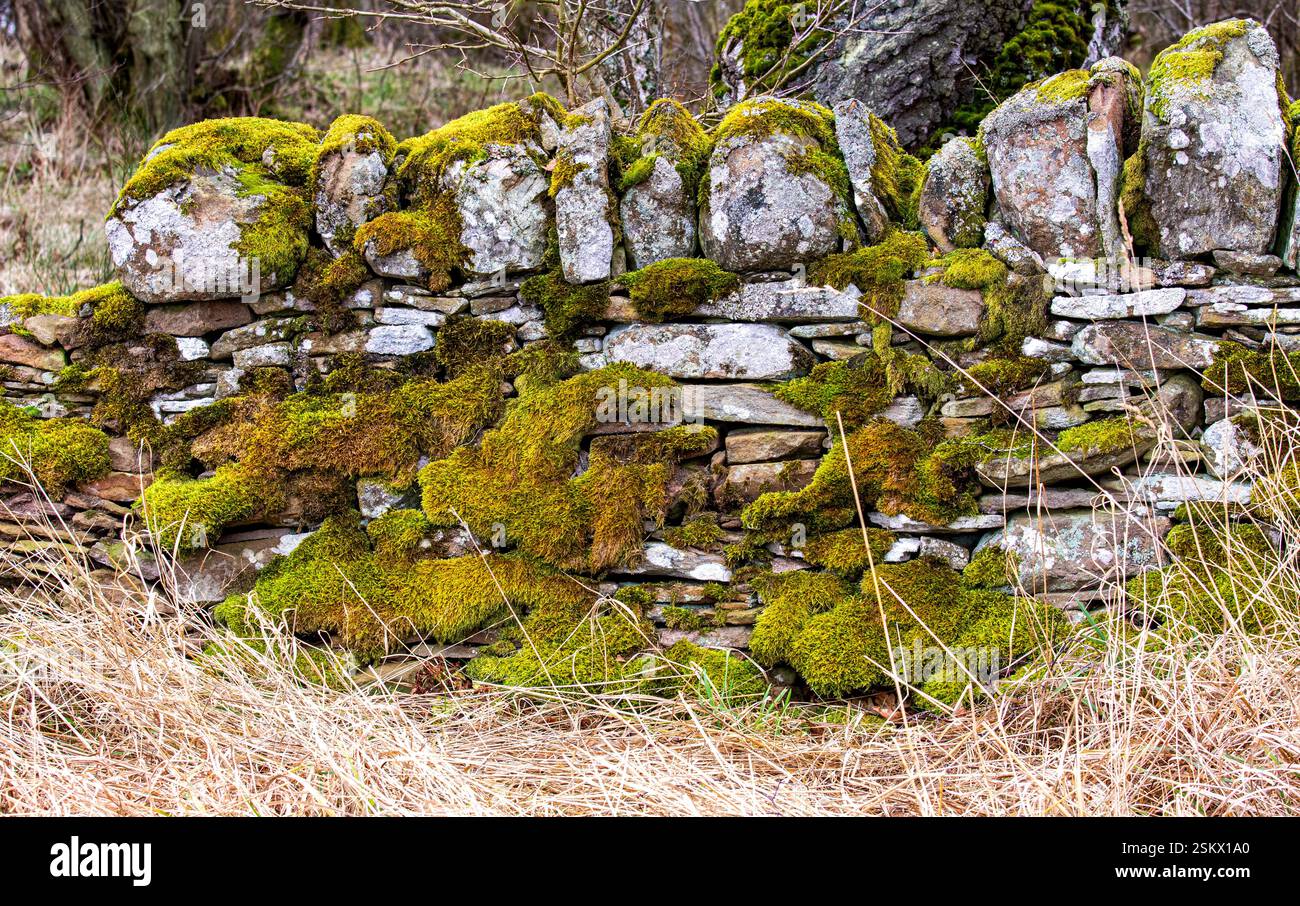 Damp conditions create a fascinating and unique environment with moss ...