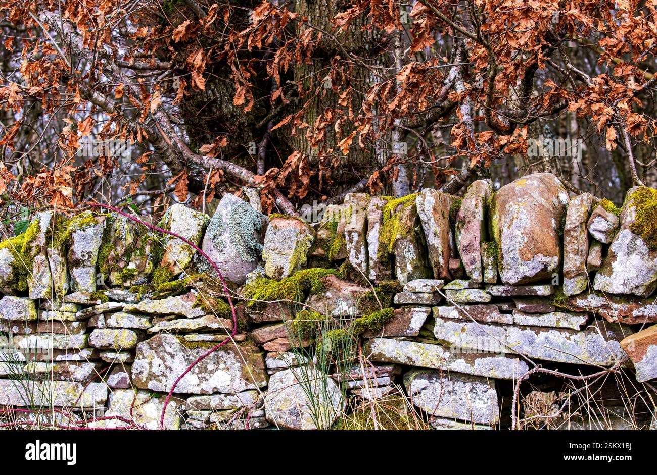 Damp conditions create a fascinating and unique environment with moss ...