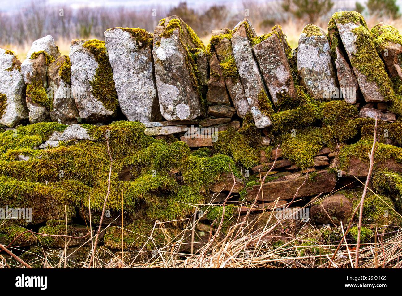 Damp conditions create a fascinating and unique environment with moss ...