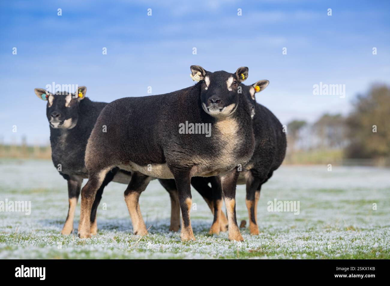 Badger Faced Texel sheep out on a frost covered field in the Eden ...
