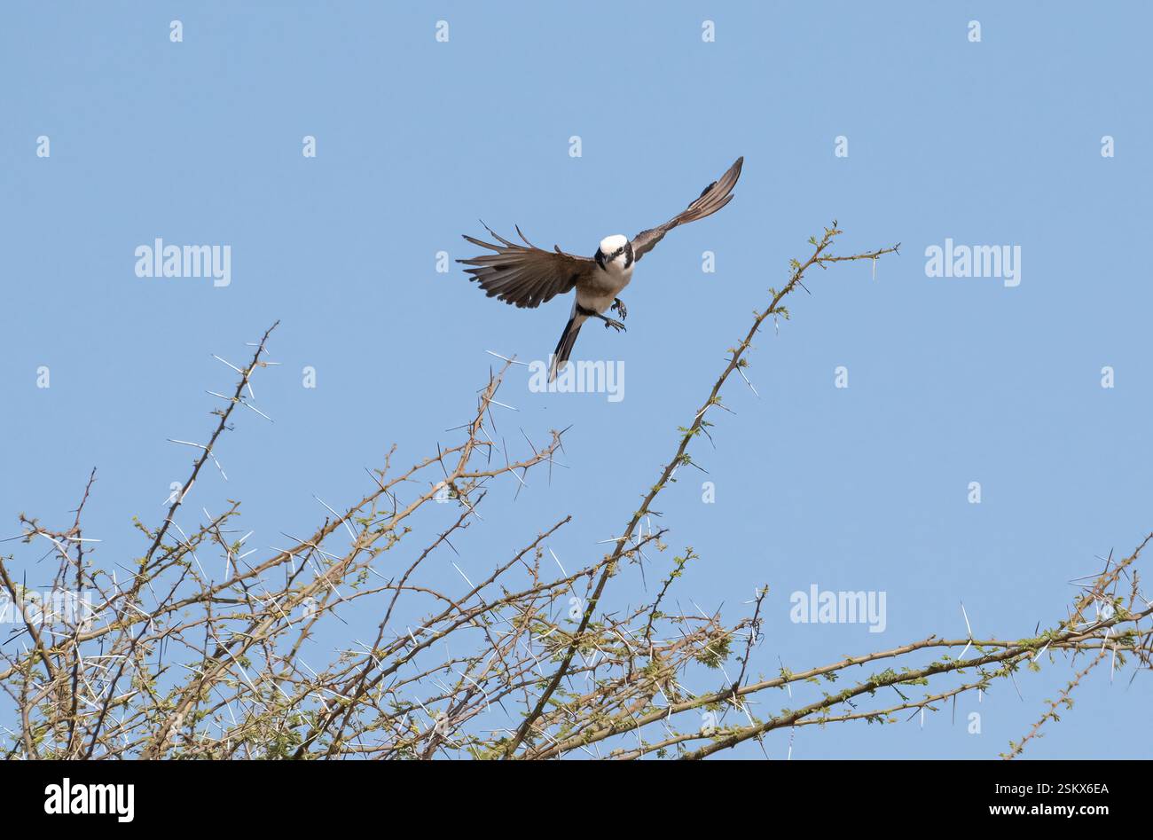 Northern white-crowned shrike (Eurocephalus rueppelli) in flight Stock ...