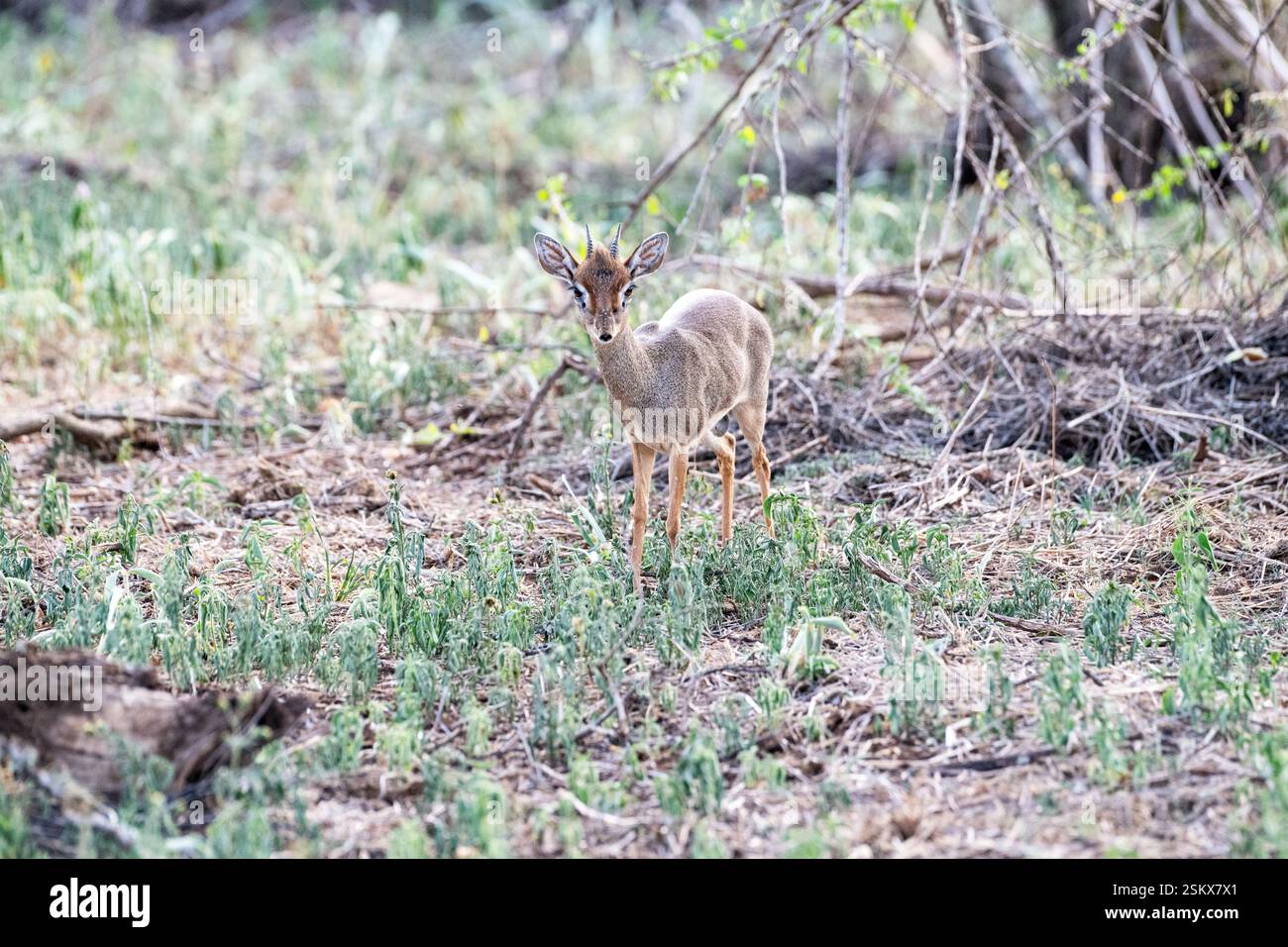 Kirk's dikdik (Madoqua kirkii), adult male Stock Photo - Alamy