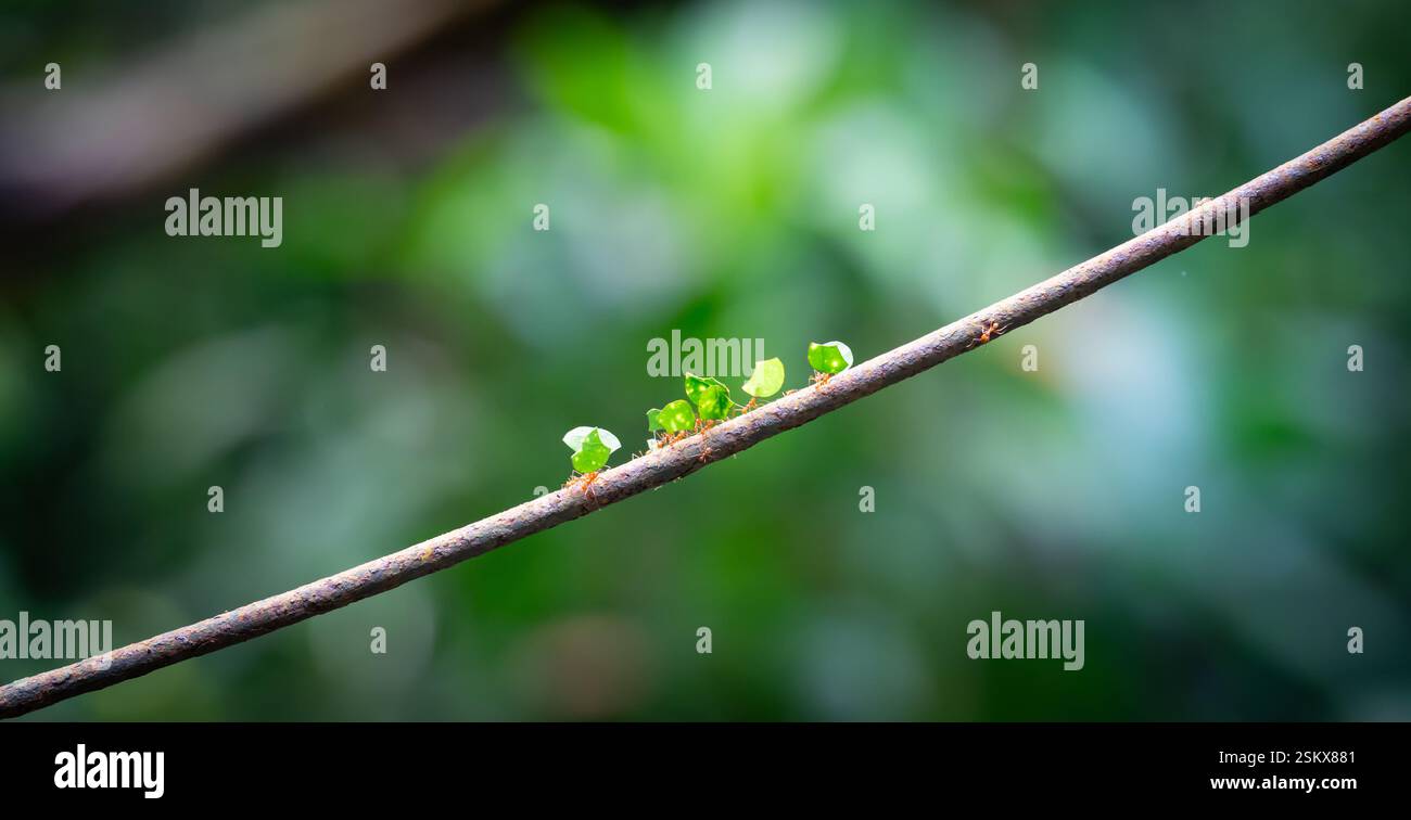 Leaf cutter ants carrying leaves on branch in the jungle. Atta ...
