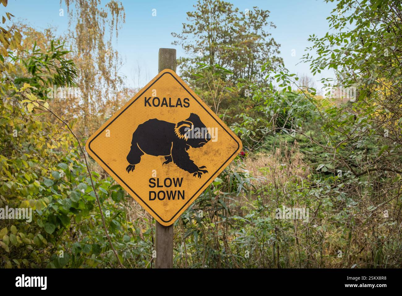 Koala bear warning road sign in Australia Stock Photo - Alamy