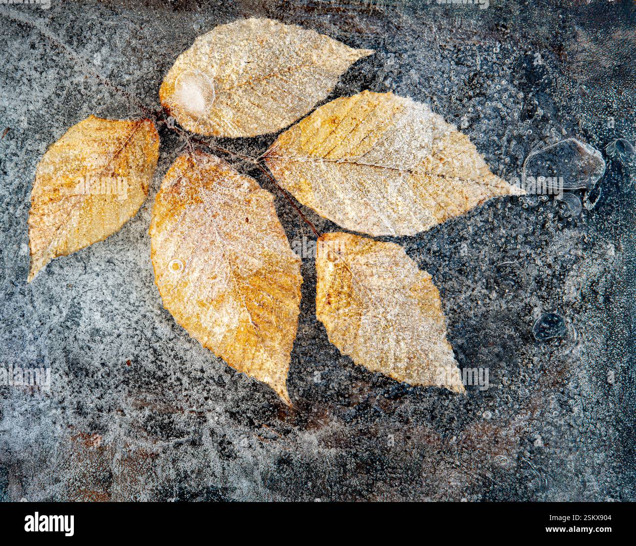 Autumn leaves of American beech tree (Fagus grandifolia) frozen in ice ...