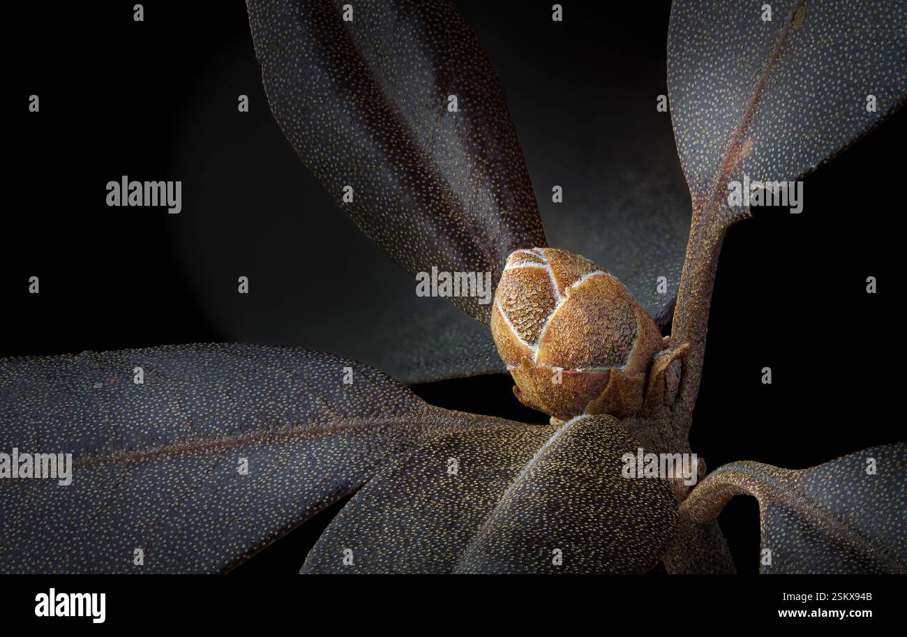 Flower bud and leaves of dwarf purple rhododendron (Rhododendron ...