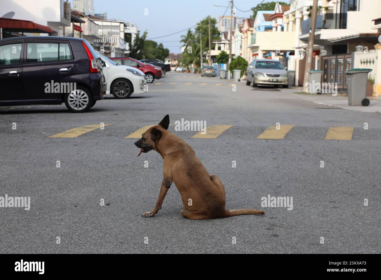 Malaysia dog hi-res stock photography and images - Alamy