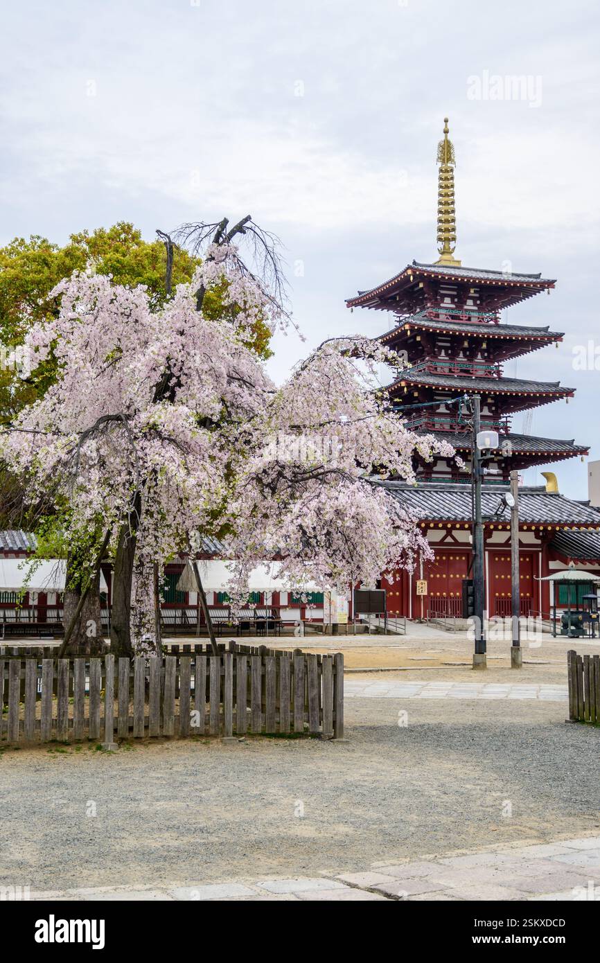 Shitennoji Temple Pagoda and Cherry Blossoms in Osaka, Japan Stock ...