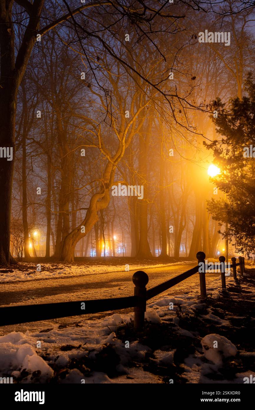 Branching tree in the empty park at night. Winter in the park, fog ...