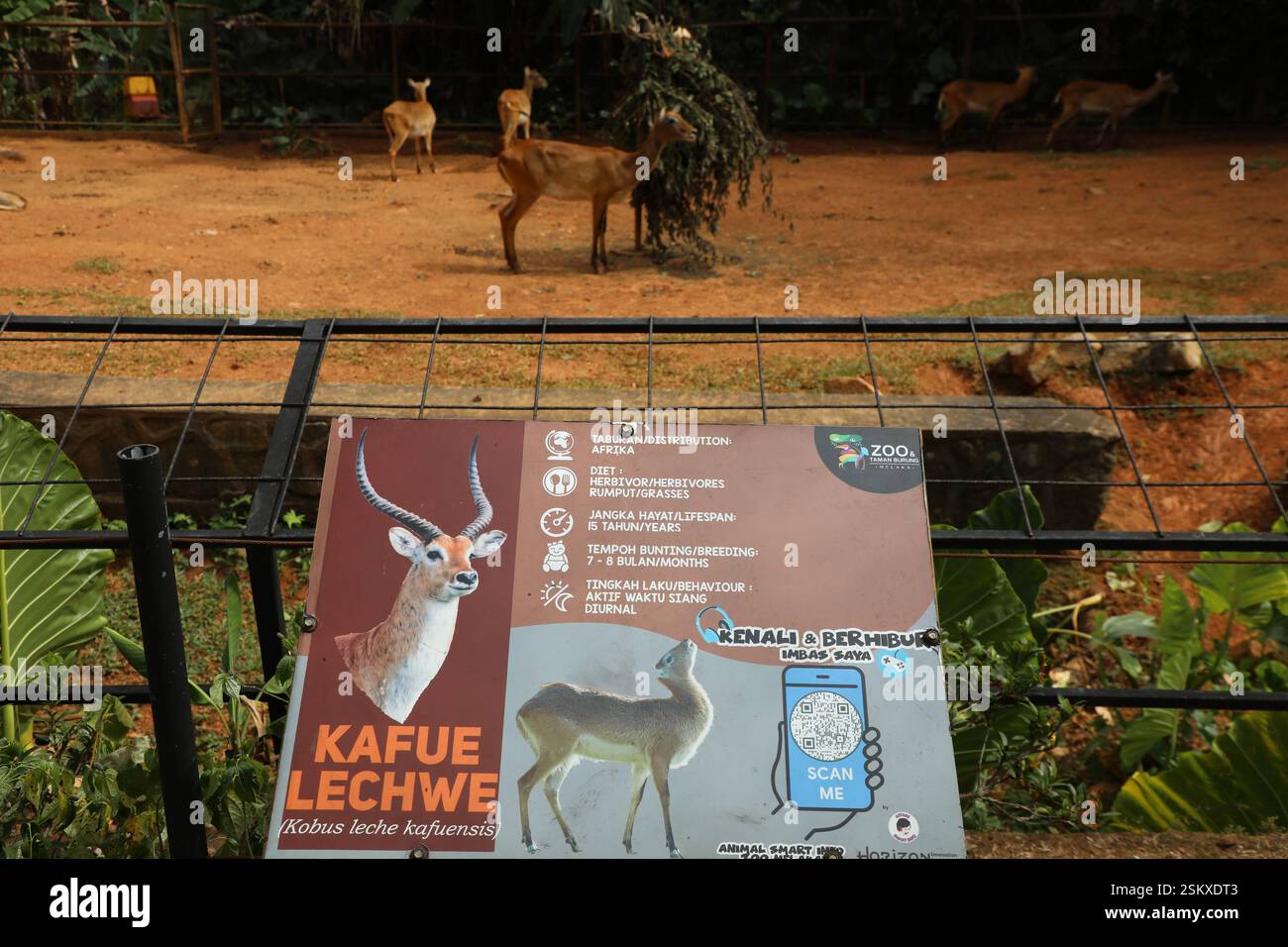 Red Lechwe at Melaka Zoo, Malaysia Stock Photo - Alamy