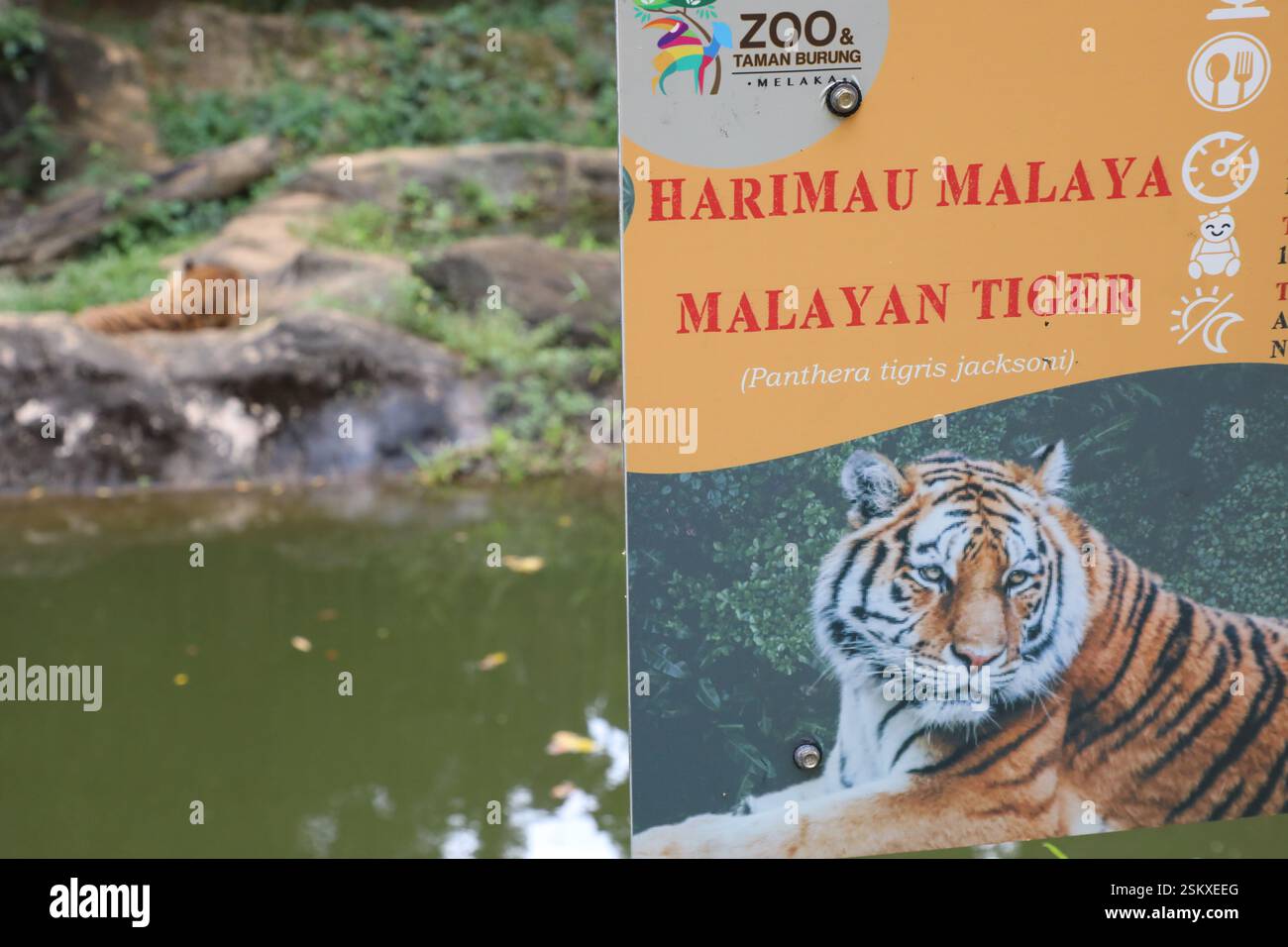 Malayan tiger hi-res stock photography and images - Alamy