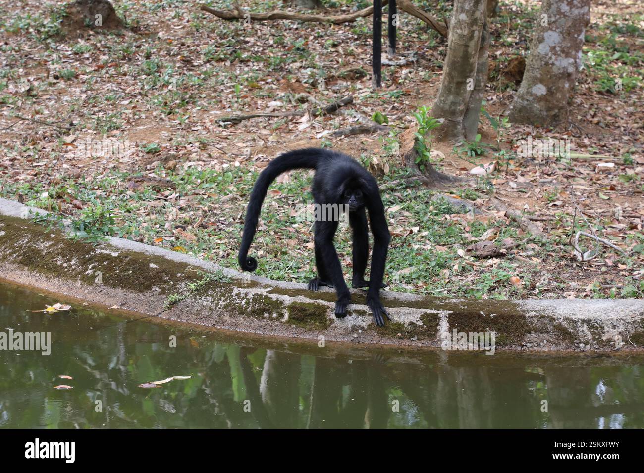 Spider monkey at Melaka Zoo, Malaysia Stock Photo - Alamy