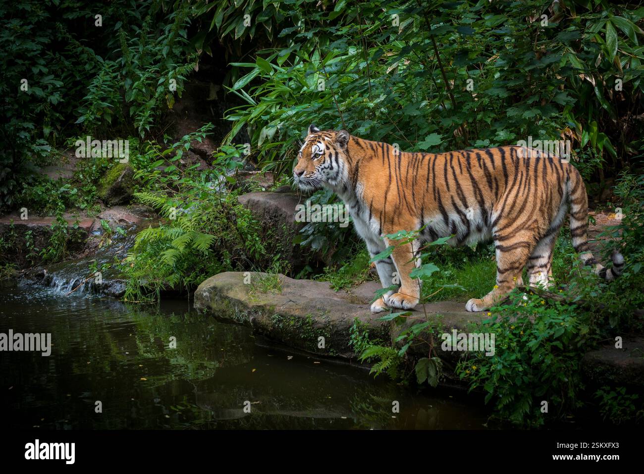 Tiger stands hi-res stock photography and images - Alamy