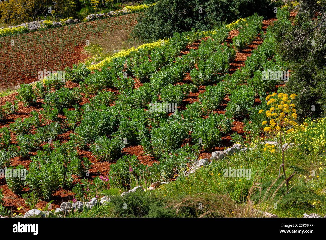 Small scale vegetable cultivation on a hillside in Malta Stock Photo ...