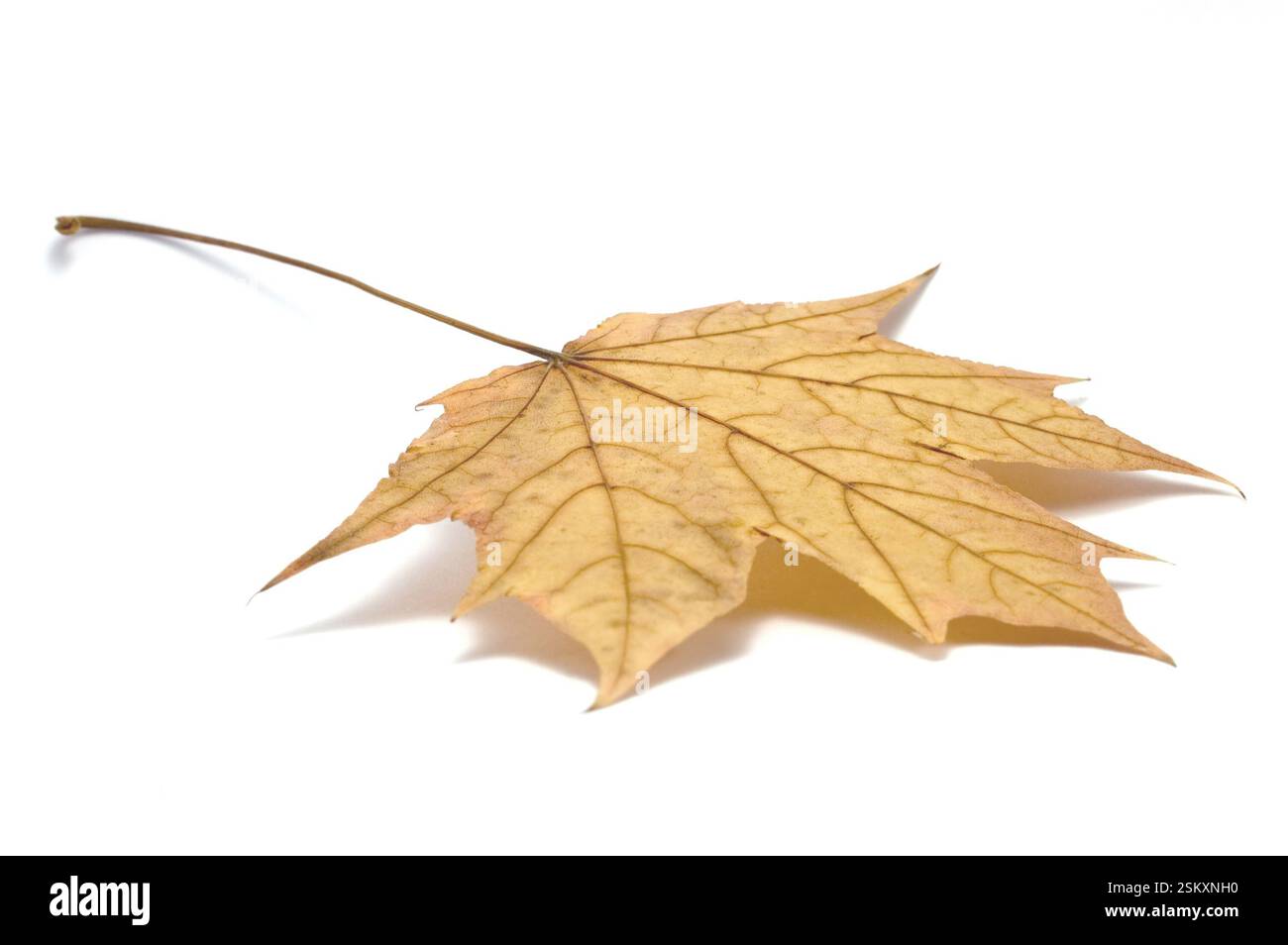 Pale yellow beige golden Norway maple (Acer platanoides) leaf herbarium ...