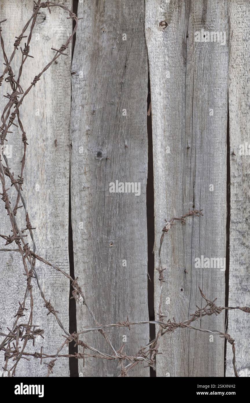 Old aged weathered natural grey damaged wooden farm shack wall boarding ...