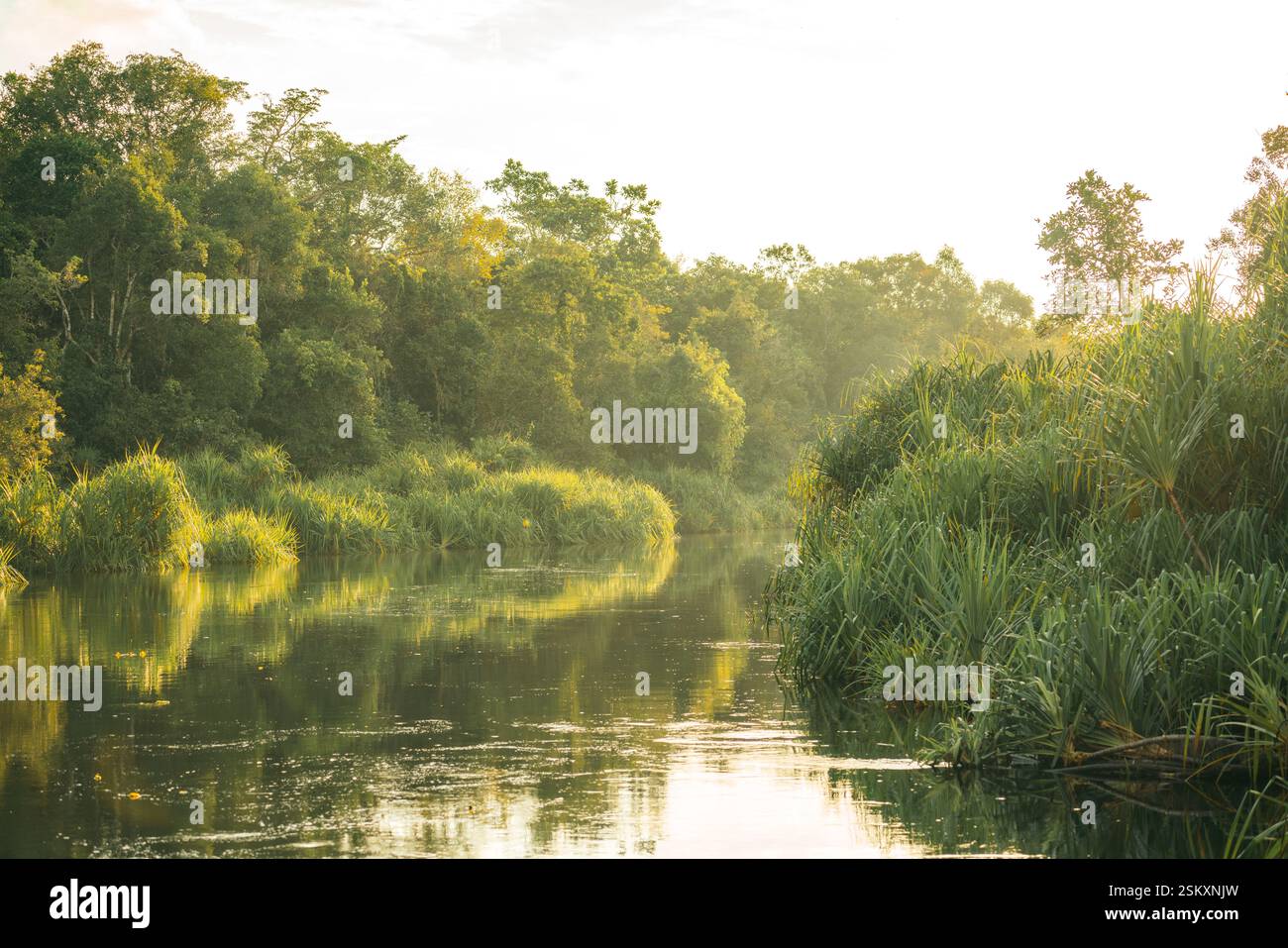 Lush vegetation in indonesia hi-res stock photography and images - Alamy