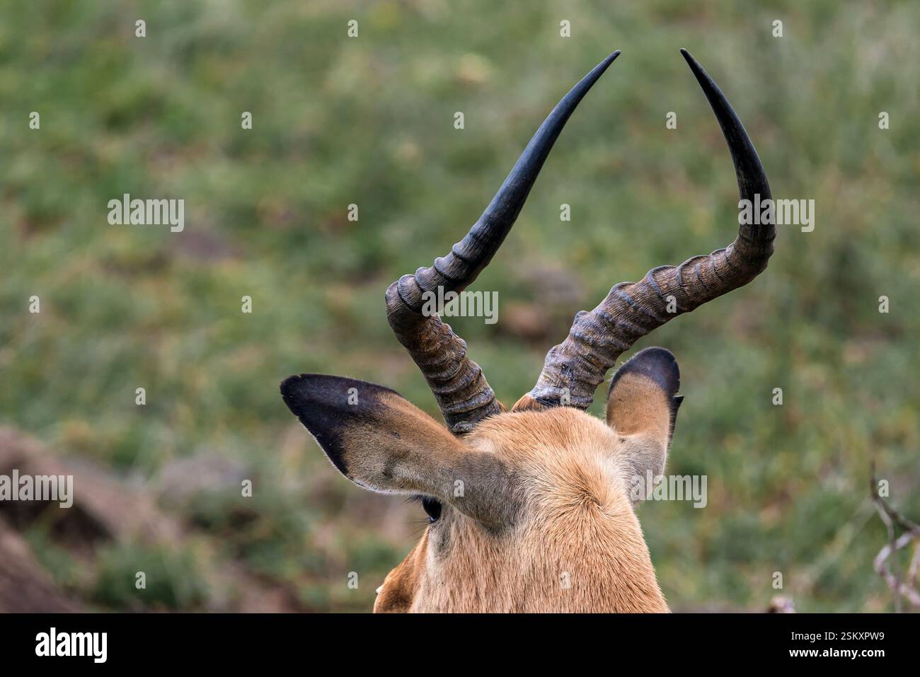 Antilopes Da Africa African Antelopes: Characteristics, Adaptations