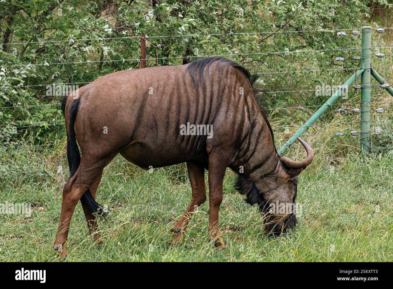 Wildebeest eats green grass near fence on the territory of the ...