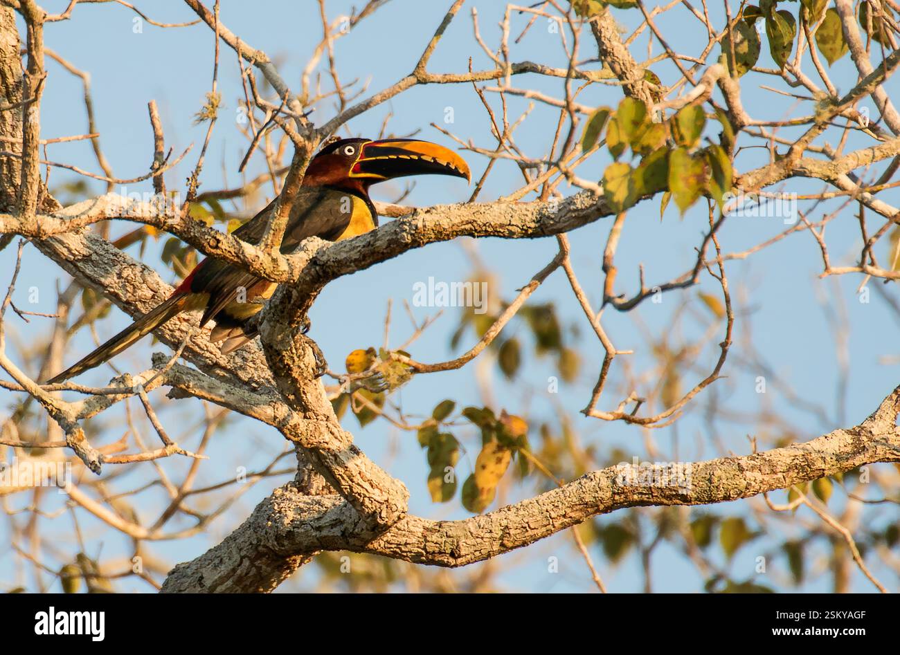 Chestnut-eared Aracari (Pteroglossus castanotis) from Pantanal, Brazil ...