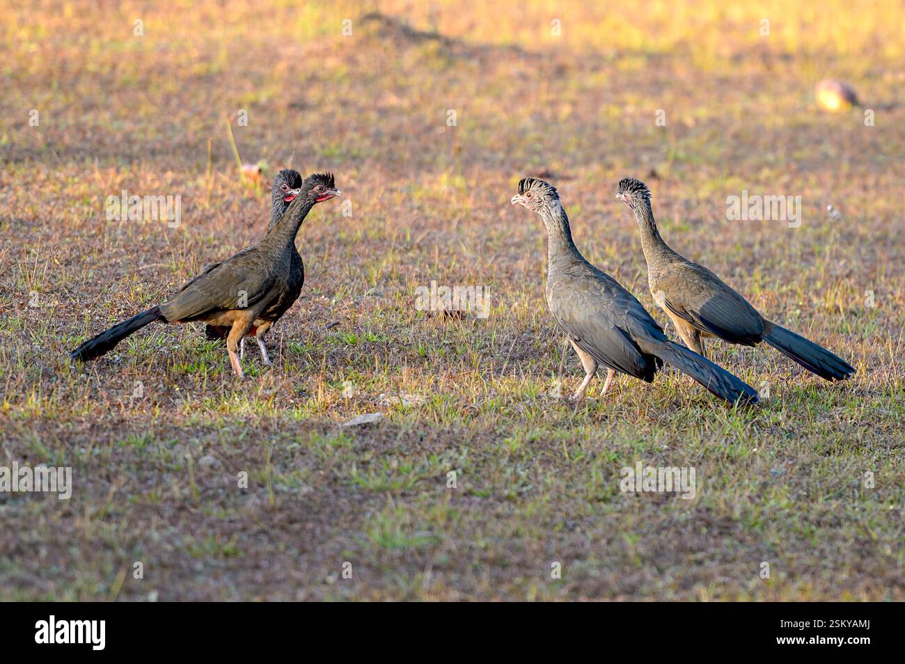 Two fighting pairs of Chaco Chachalaca (Ortalis canicollis) from Araras ...