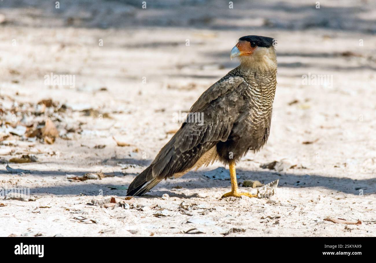 Crested cacracara (Caracara plancus) from Pantanal, Brazil Stock Photo ...