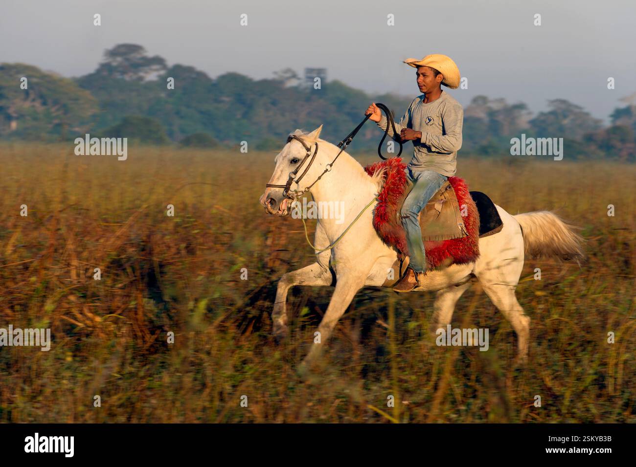 Brazilian gaucho on the horseback. Araras, Pantanal Stock Photo - Alamy