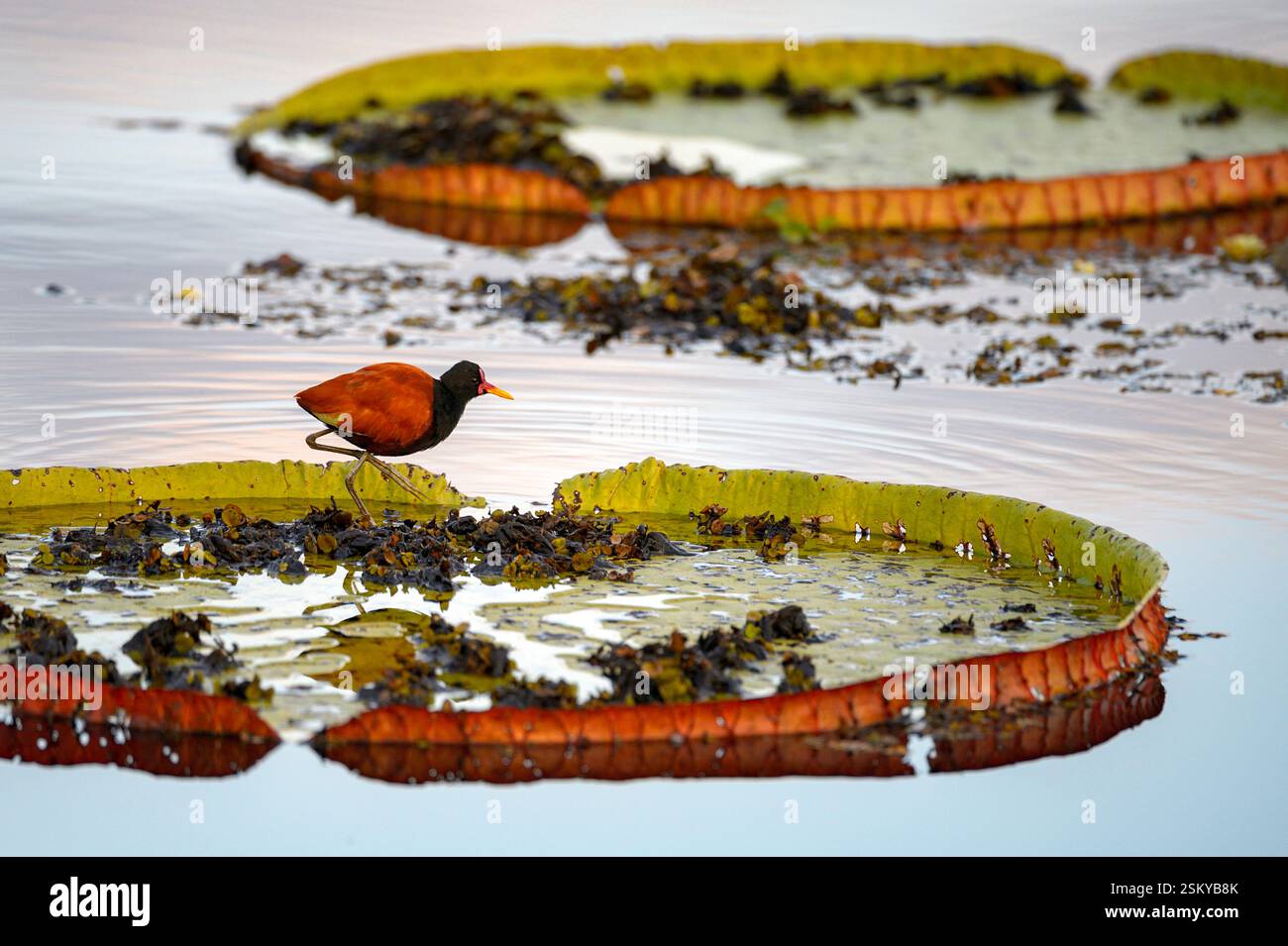 Wattled jacana (Jacana jacana) on the leaf of a giant water lilly ...