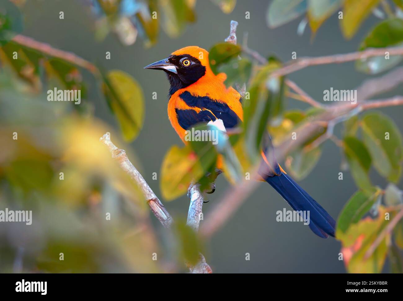 Orange-backed Troupial (Icterus croconotus) from Pantanal, Brazil Stock ...