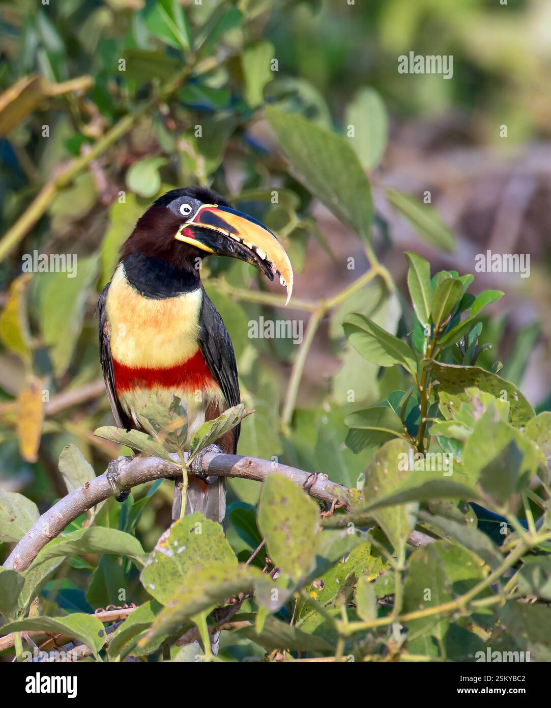 Chestnut-eared Aracari (Pteroglossus castanotis) from Pantanal, Brazil ...