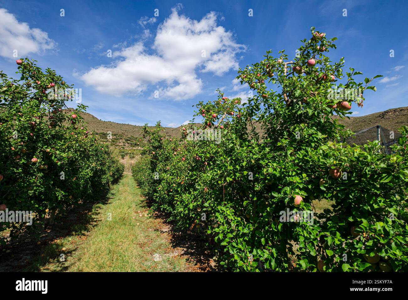 Apple orchard large scale hi-res stock photography and images - Alamy