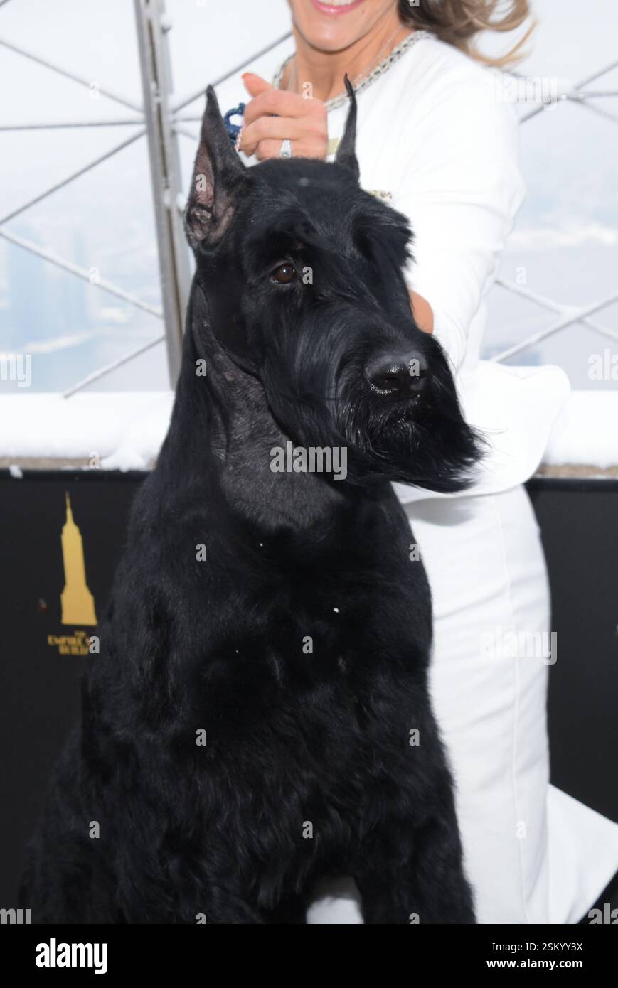 New York, USA. 12th Feb, 2025. Monty the Giant Schnauzer, Westminster ...