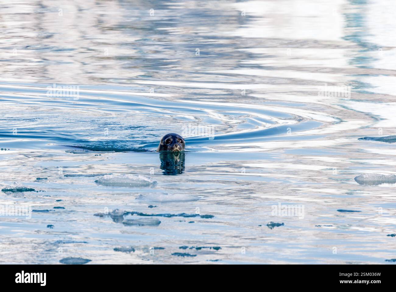 Ringed seal arctic hi-res stock photography and images - Alamy