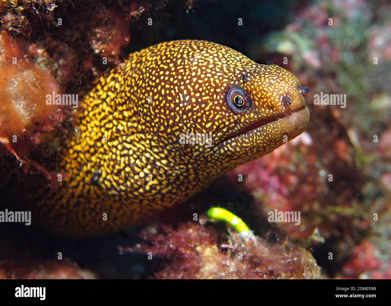 Camouflaged eel species hi-res stock photography and images - Alamy