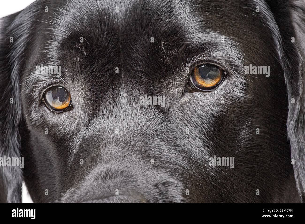 Dog's eyes close up. Eyes of a dog of the Labrador Retriever breed ...