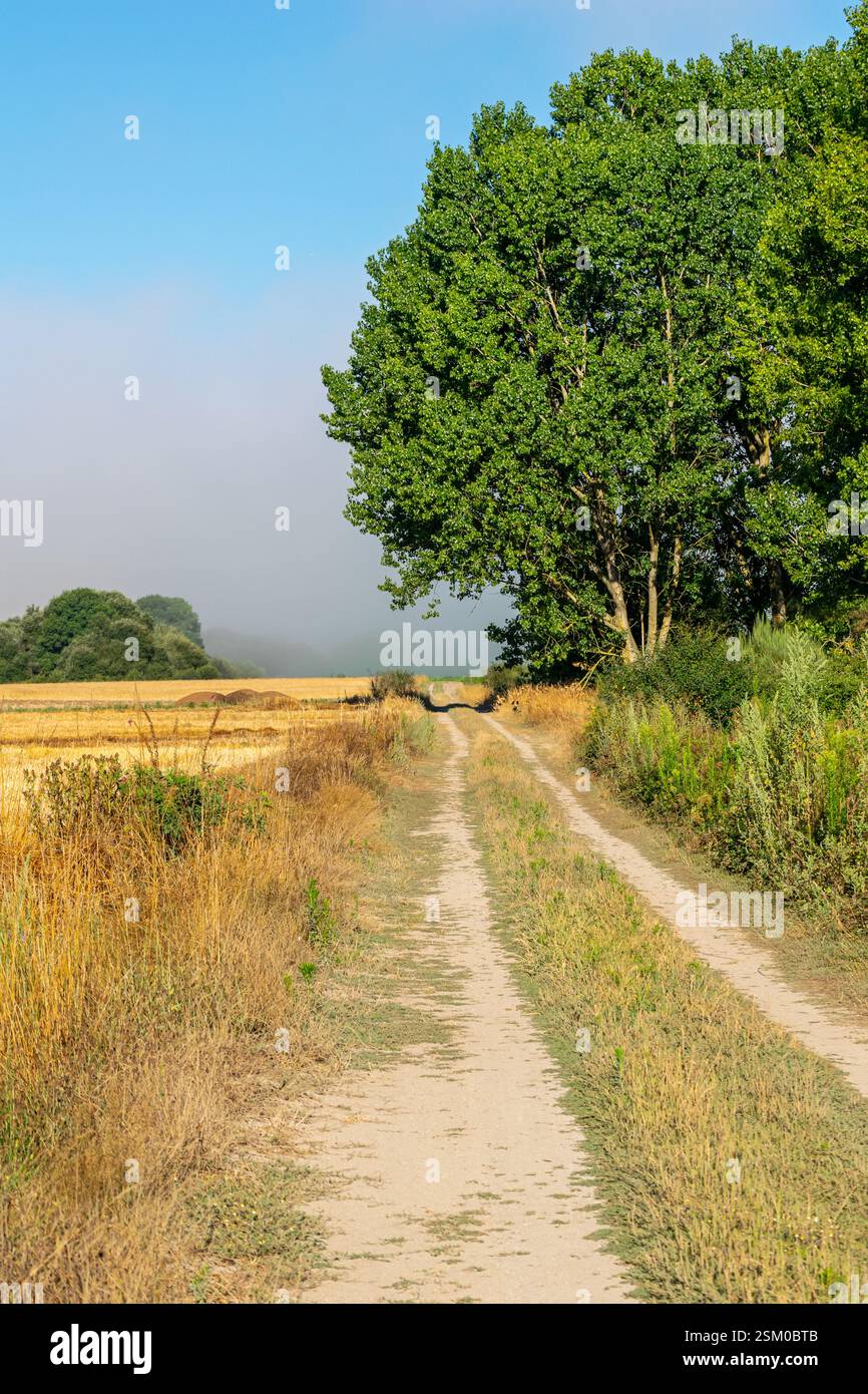 country path with an oak tree surrounded by harvested wheat fields ...