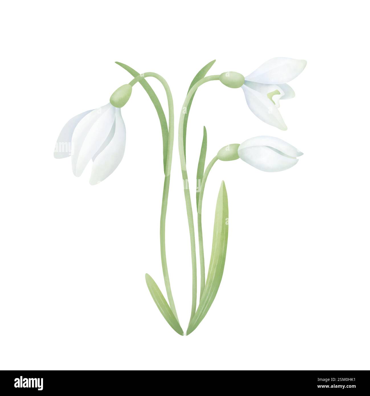 Snowdrops with leaves. Watercolor hand-drawn floral painting on a white ...
