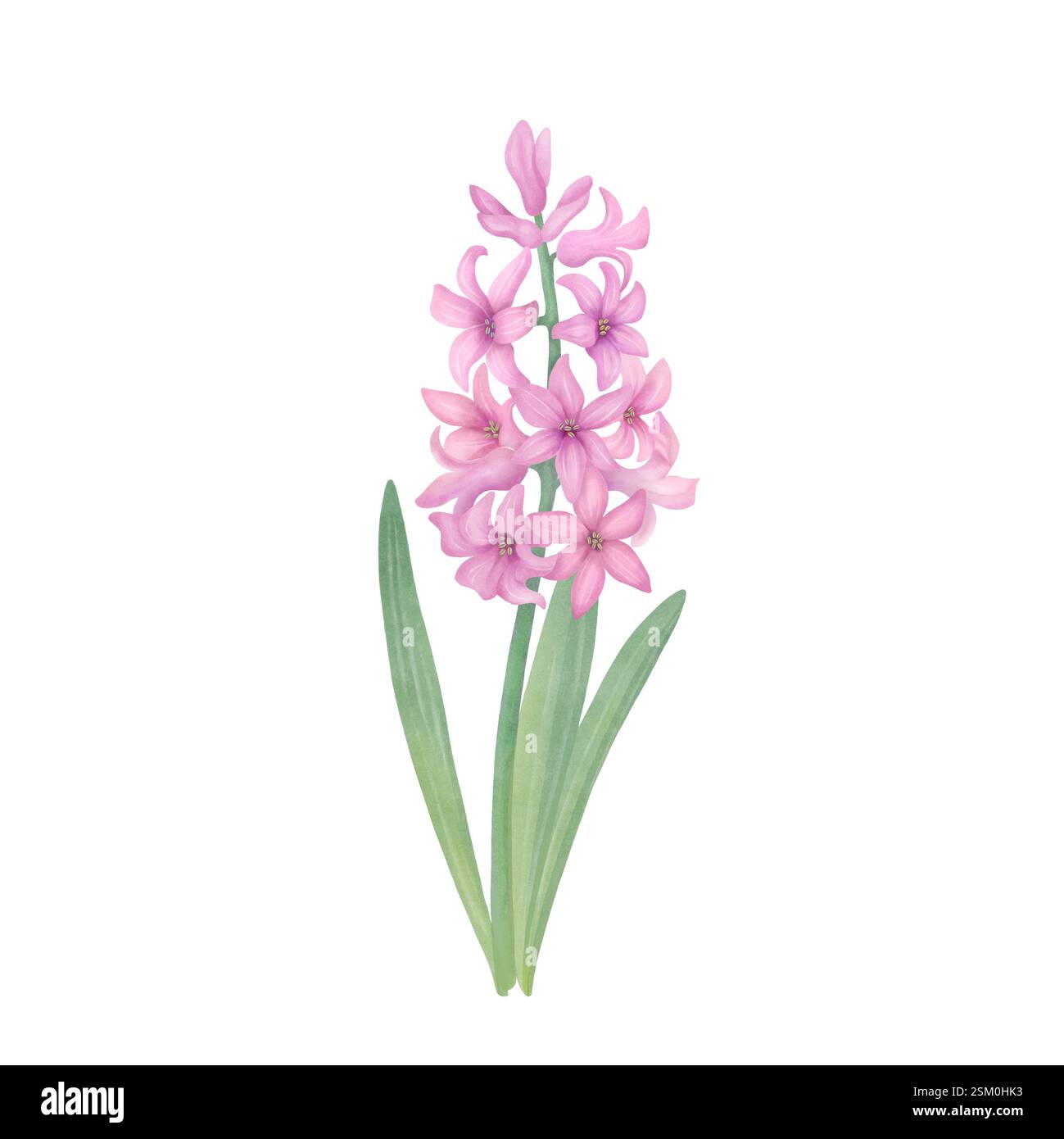Pink hyacinth with green leaves. Watercolor botanical illustration on a ...