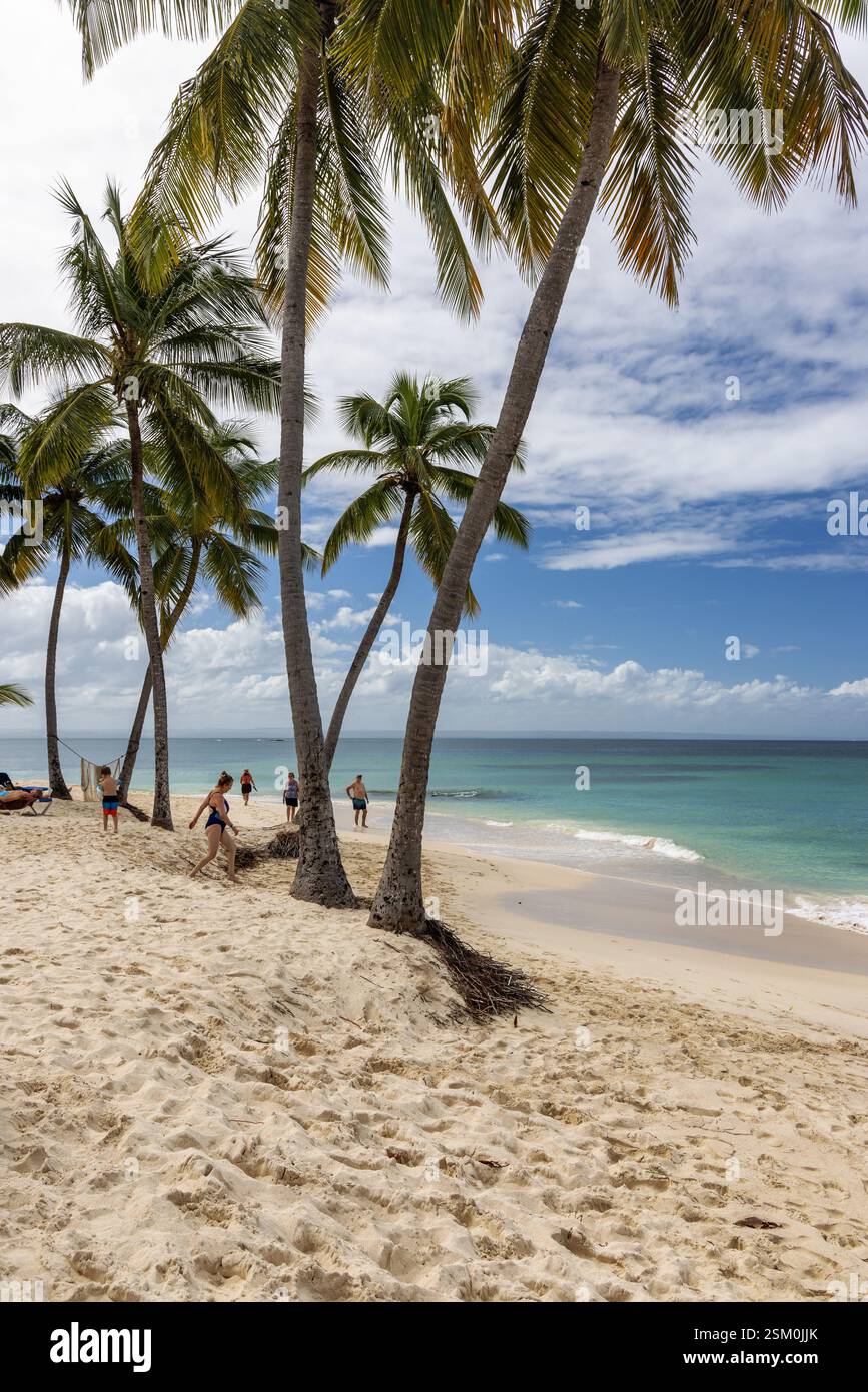 Cayo Levantado island a tropical island in the Caribbean Sea, Palm ...