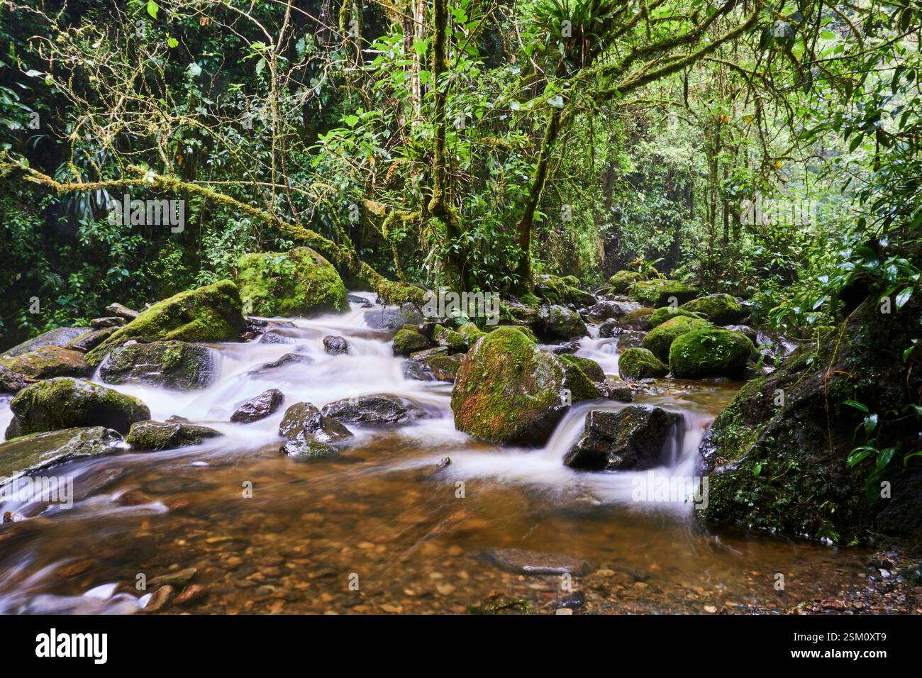 Long exposure on a wild mountian stream in the rainforests of the los ...