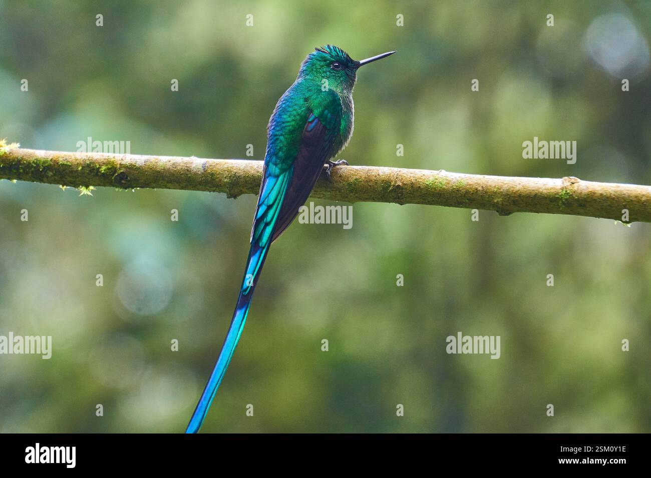 colourful long tailed sylph (Aglaiocercus coelestis) hummingbird ...