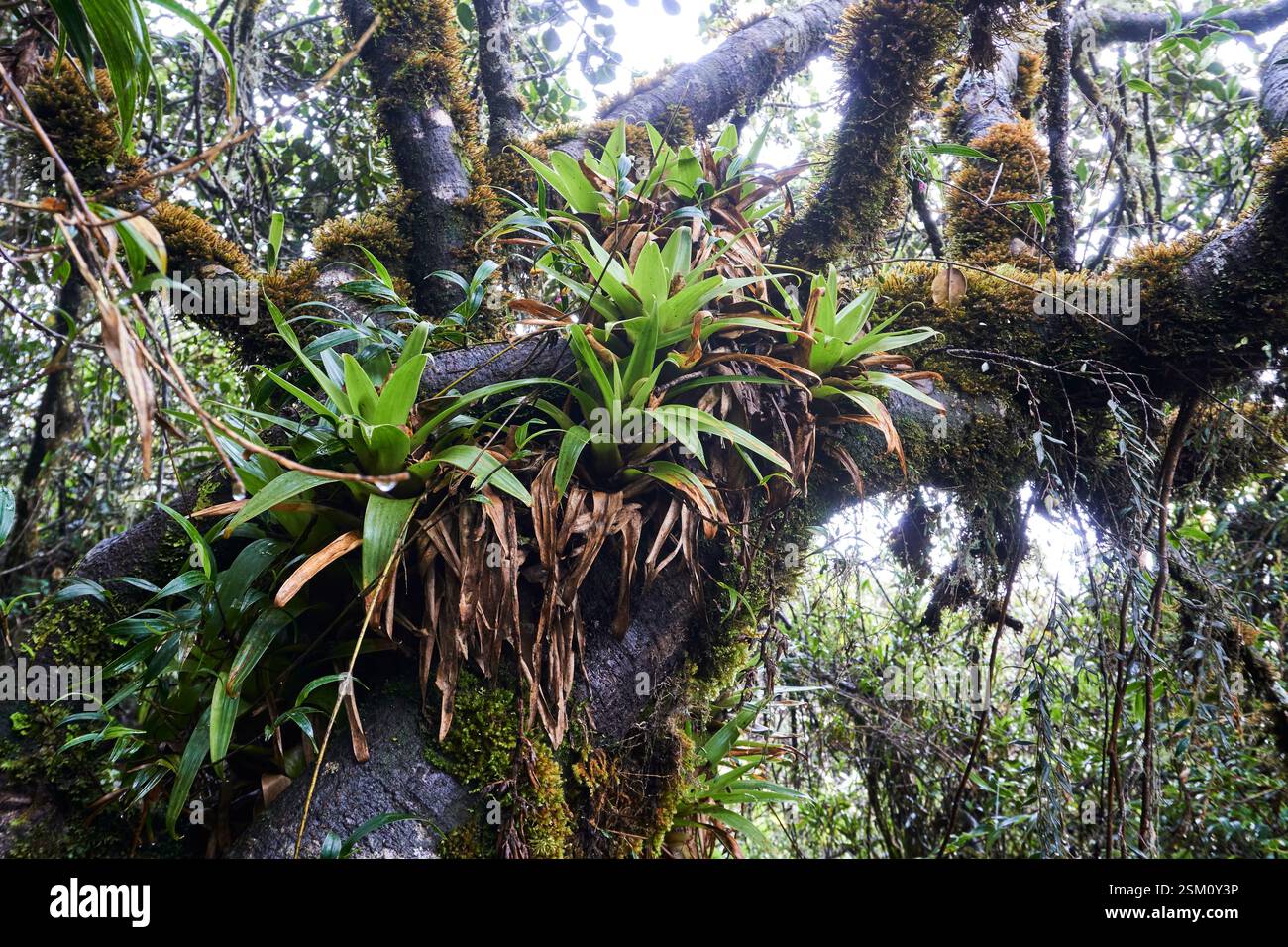 Bromelids growing on a rainforest tree in the colombian andes Stock ...