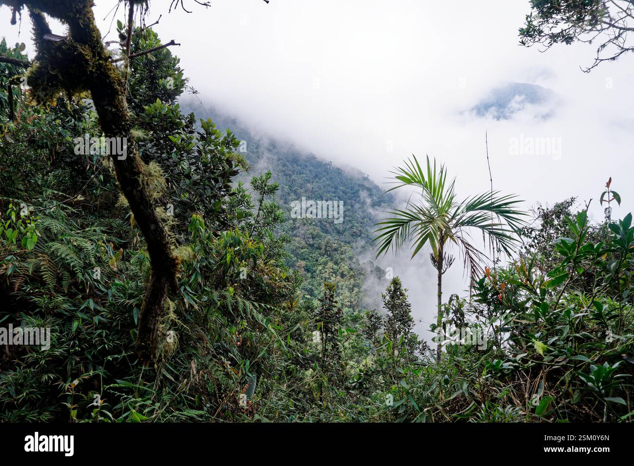 dense montane cloudforest in the Farallones de Cali national park in Colombia Stock Photo - Alamy