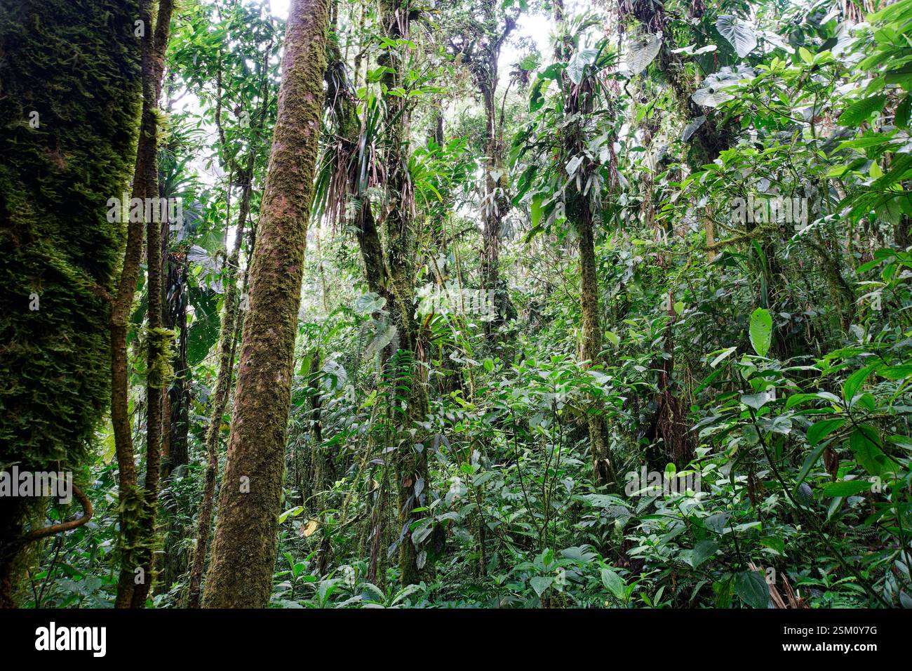 inside the dense tropical cloudforest in the Farallones de Cali ...