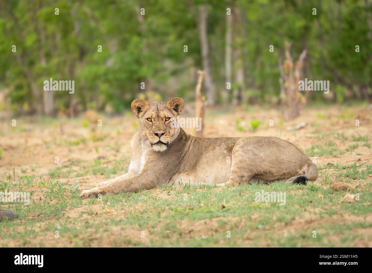 Lioness, Panthera leo, looking into camera, resting in grassland. Side ...